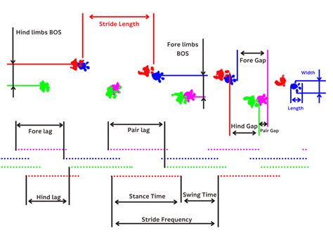Gaitlab Gait Analysis Of Rodents Based On The Catwalk Method