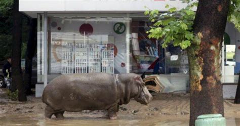 თბილისში 13 ივნისის სიმბოლოდ ქცეული ბეჰემოტის ძეგლი დაიდგმება ტაბულა