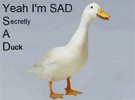 35 Duck Memes That Will Make You Quack All Day Artofit