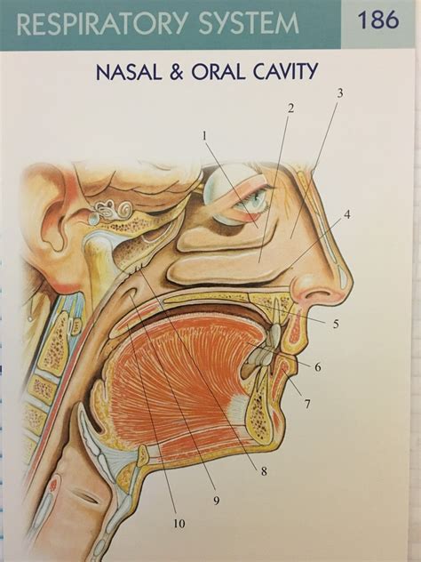 Nasal And Oral Cavity Diagram Quizlet