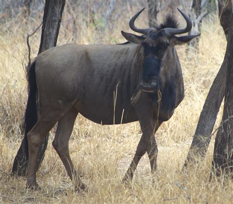 Blouwildebees Blue Wildebeest Did You Know Wildebeest In Flickr