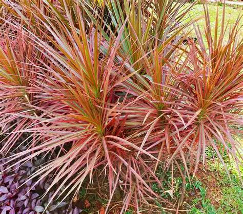 Red Dracaena Marginata Plant My Home Farms Dracaena Marginata