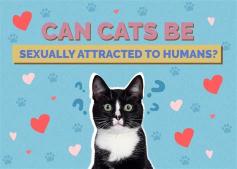 Can Cats Be Sexually Attracted To Humans Facts And Faq Hepper