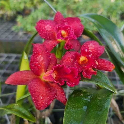 Jual Anggrek Catleya Mini Red Dragon Original Shopee Indonesia