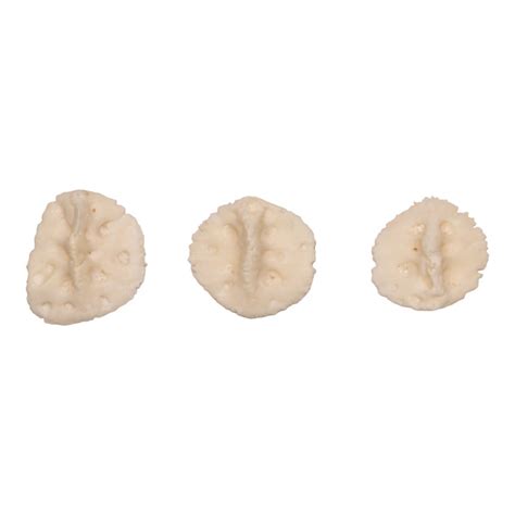 Real American Alligator Osteoderm For Sale — Skulls Unlimited International Inc