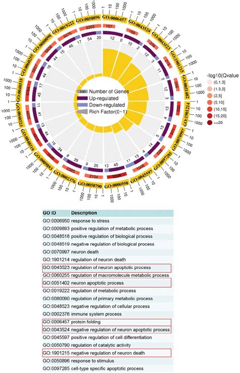 GO Term Analysis Of Upregulated Pathways In Vsir Versus WT