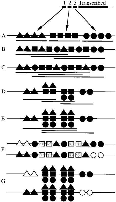 Overlapping And Embedded Regulatory Elements All Transcription Factor