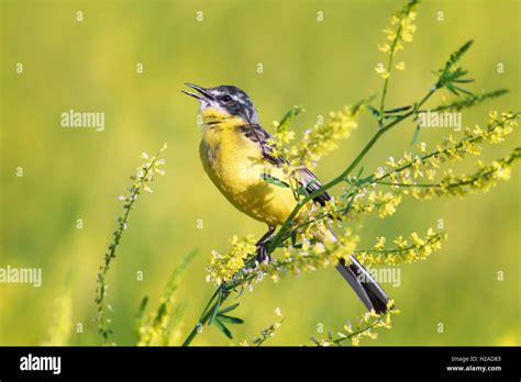 Bird The Yellow Wagtail Sings On The Summer Meadow Stock Photo Alamy