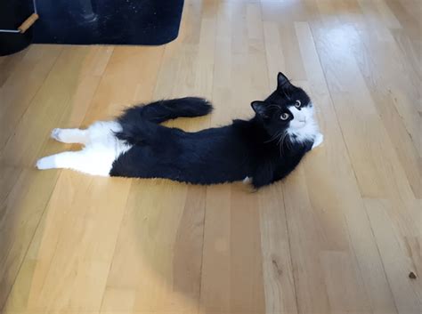 A Big Bowl Of Flexible Felines Proving That Cats Still Hold The Gold