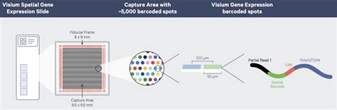 Spatial Transcriptomics Data And Study Design