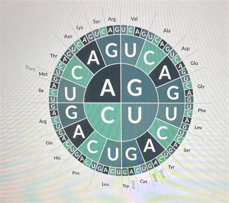 Solved 2 Examine The Dna Coding Strand In Data Table 1 3