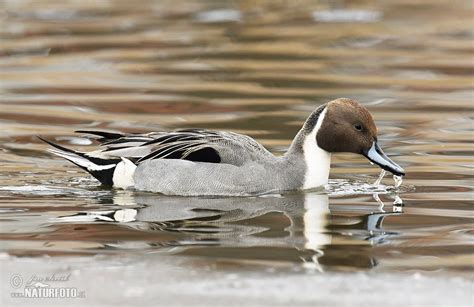 Pintail Photos Pintail Images Nature Wildlife Pictures Naturephoto