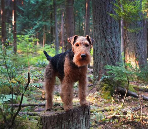 Behavior Assessment Terrier Academy