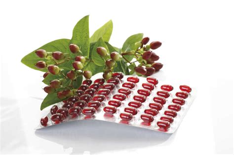 Stjohn´s Wort Plant Hypericum Perforatum And St Johns Wort