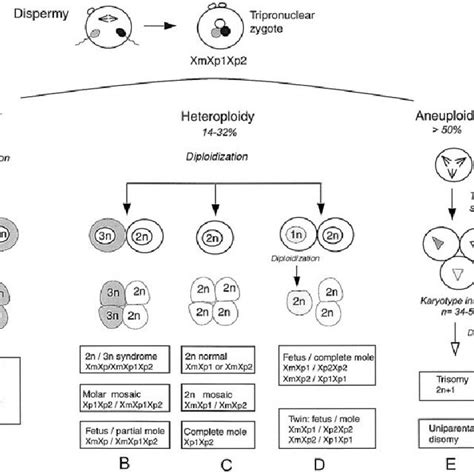 Dispermy Variants Of Triploid Zygote Cleavage And Their Possible