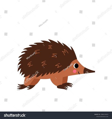 Vector Picture Cute Echidna Isolated On Stock Vector Royalty Free 2365174473 Shutterstock
