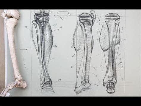Skeleton Leg Drawing