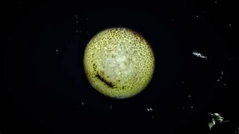 Xenopus Laevis Blastopore Formation Youtube