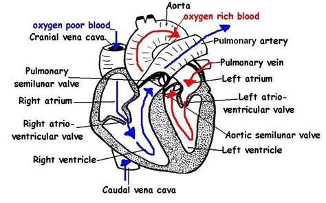 The Human Heart Anatomy And Circulation Worksheet Answers
