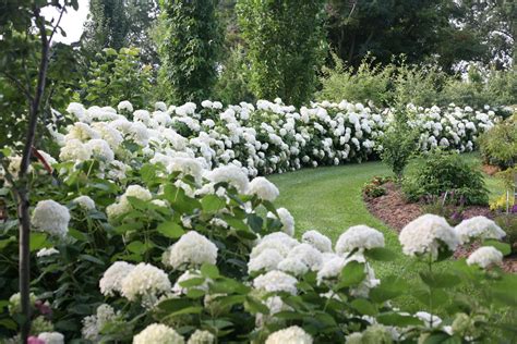 A Hydrangea Hedge Makes A Breathtaking Barrier The Press Democrat