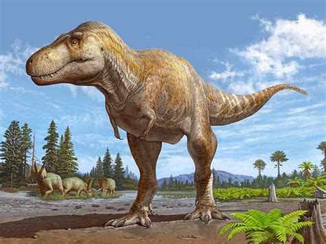 Fossils Reveal A Possible New Tyrannosaur Species The Closest Relative