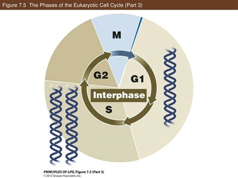 Ppt The Cell Cycle And Cell Division Powerpoint Presentation Free