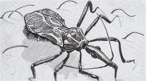 How To Draw A Kissing Bug