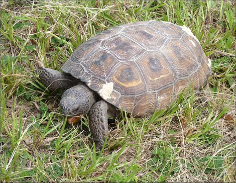 Gopher Tortoise [gopherus Polyphemus]