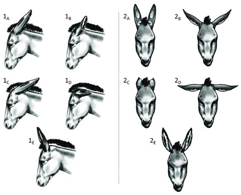 Donkeys Ear Position Illustrative Ethogram Left Panel 1 Lateral