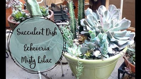 Echeveria Misty Lilac Succulent Dish Arrangement Echeveria Hybrid