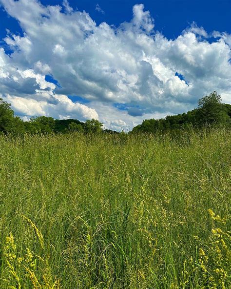 Chuckwhiting Chucksdiary Natcheztraceparkway Grass Grasses Fields Chuck Whiting