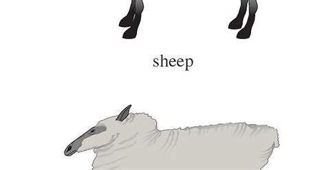 How Linear Algebra Book Describes Shear Transformations Imgur