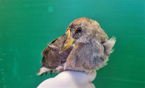 Salvato In Italia Un Rarissimo Esemplare Di Sciabica Minore