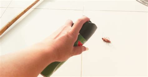 Cockroach Baits Vs Cockroach Sprays Pest Control Tips Cure All Pest