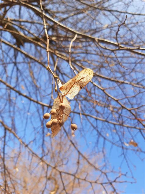Linden Plant Tilia Free Photo On Pixabay Pixabay