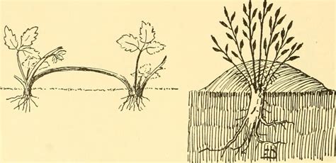 Layering A Natural Art Of Plant Propagation