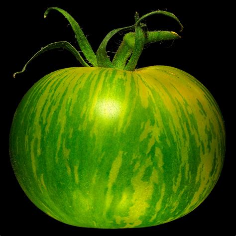 Solanum lycopersicum 'Green Zebra' | Flora obscura