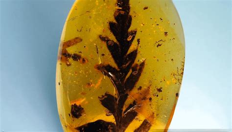 Plant Fossils In Amber R Fossils