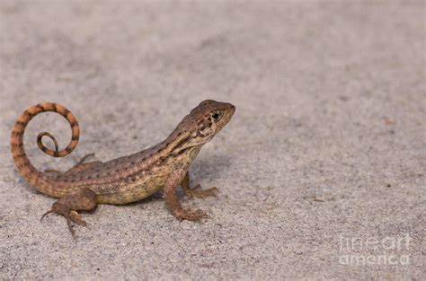 The Curly Tailed Lizard Photograph By Natural Focal Point Photography