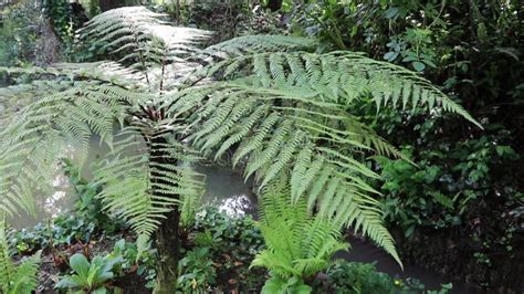 Tree Fern In The Shady Garden Stock Video Video Of Frond Branches