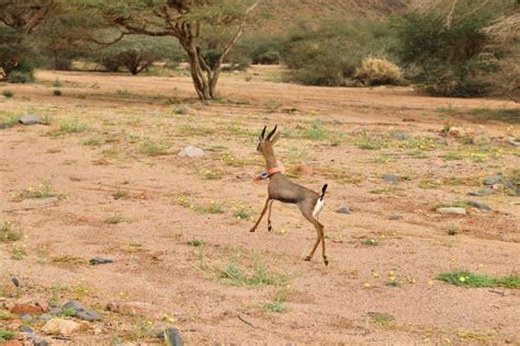 Saudi Wildlife Center Uses Satellite Tracking Devices To Monitor