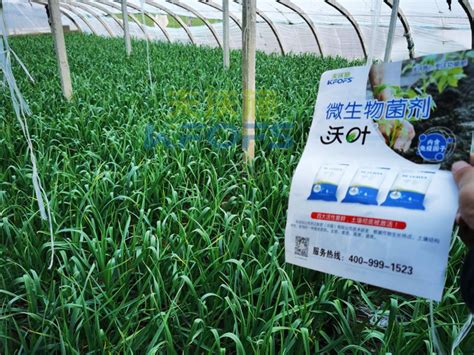 大蒜施什么肥料好徐大叔案例告诉你答案