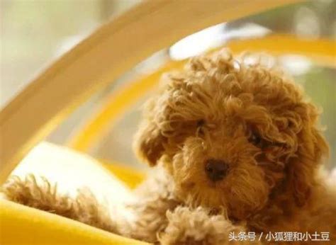 玩具貴賓犬即「泰迪」健康美麗的秘訣：被毛梳理和皮膚病護理 每日頭條