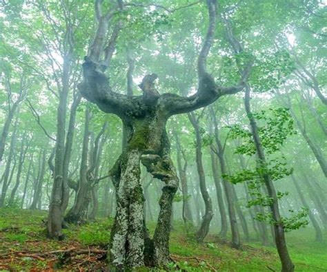 List 92 Pictures Tree That Looks Like A Woman Completed