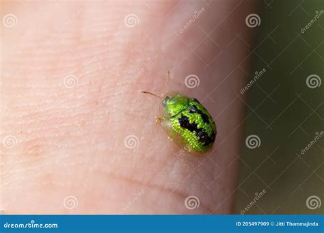 Green Tortoise Beetle Cassida Circumdata A Ladybug Walking On A Man`s Finger Stock Image