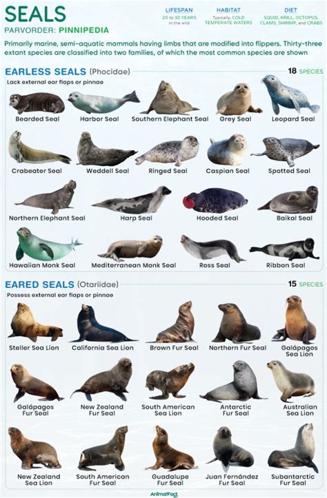 Seal Types Anatomy Habitat Diet Predators And Lifespan