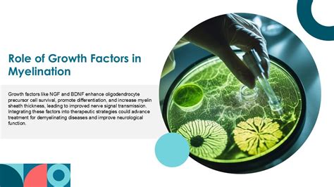 Myelin Synthesis Ppt Designs Acp Ppt Sample