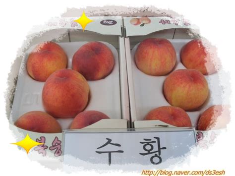 수황복숭아 조생종 황도복숭아 황도복숭아 수황 네이버 블로그