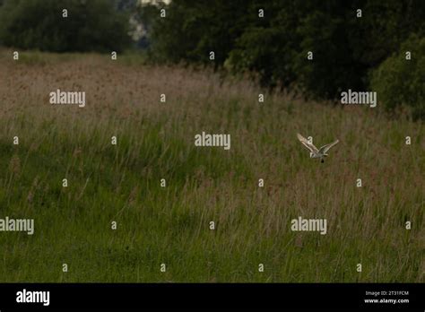 Distant Barn Owl Flying Across Fen Landscape In Evening Light