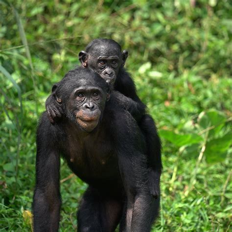 Lola ya Bonobo Sanctuary (2025) - All You Need to Know BEFORE You Go ...